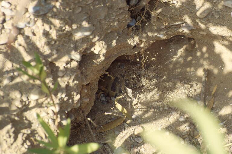 Moroccan Habitats - T. g. graeca | Reptile Forums