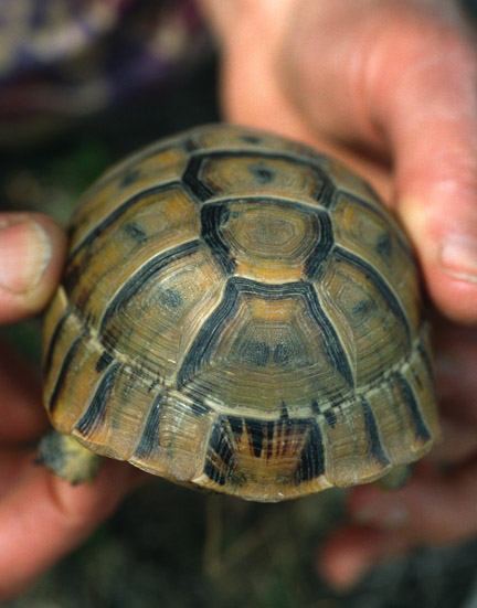 New shell growth | Reptile Forums