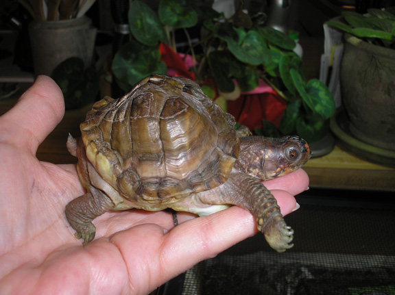Poor Marginated Tortoise | Reptile Forums